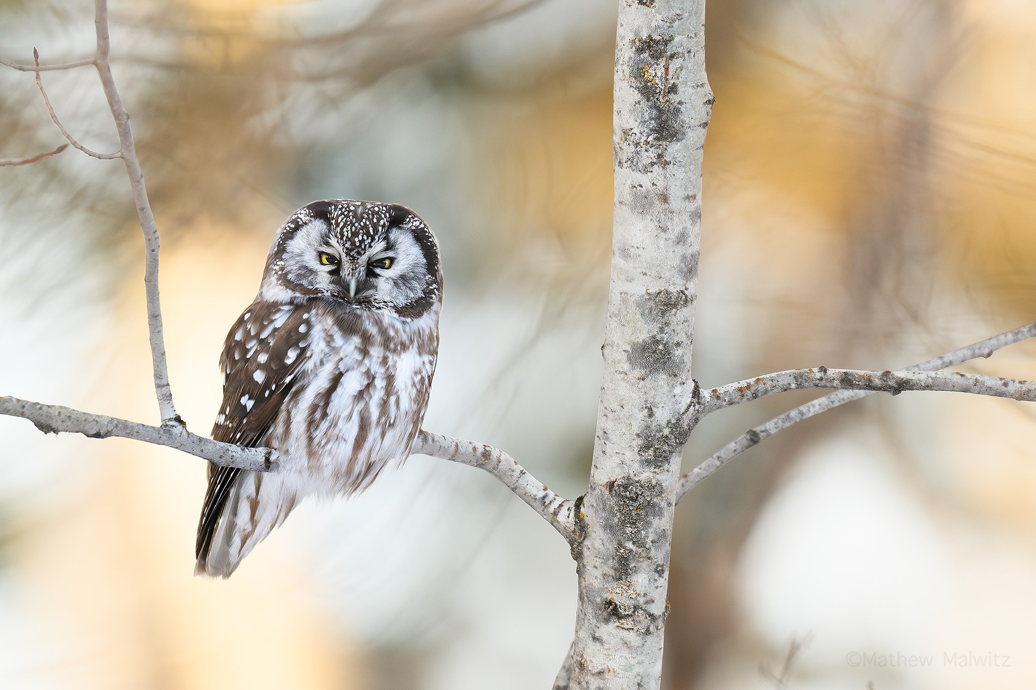 Winter Bird Photography Destinations: Sax-Zim Bog | B&H eXplora