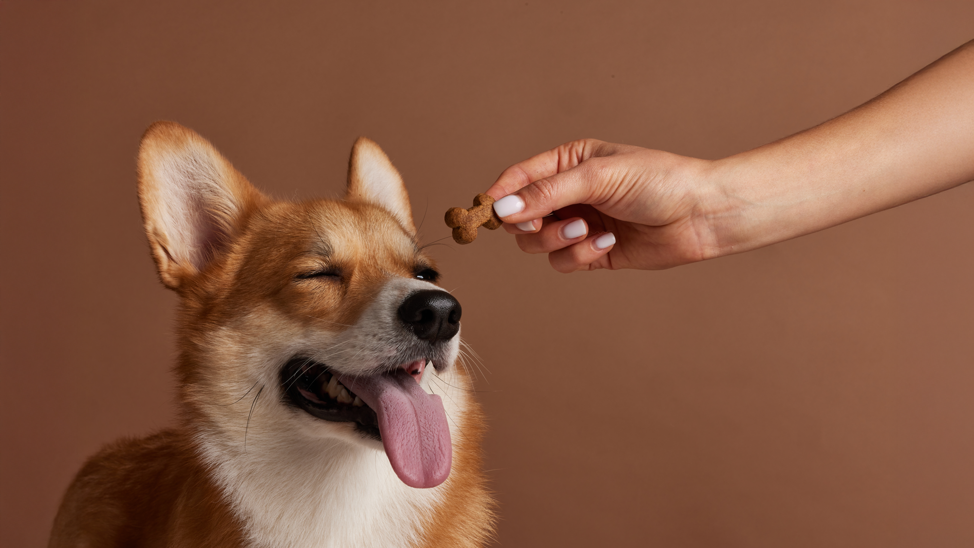 Top 10 Tips for Aspiring Pet Photographers | B&H eXplora
