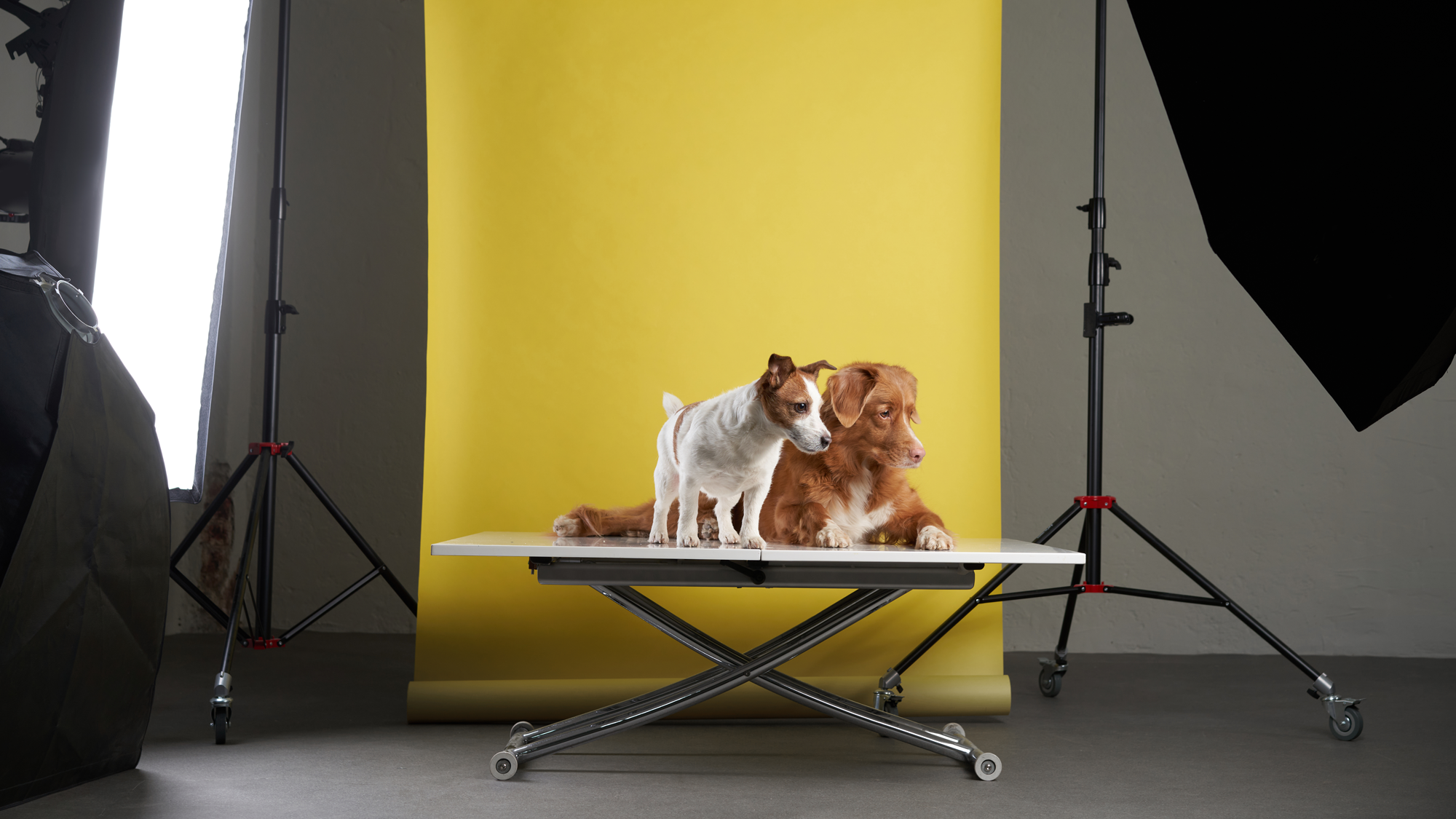 Top 10 Tips for Aspiring Pet Photographers | B&H eXplora
