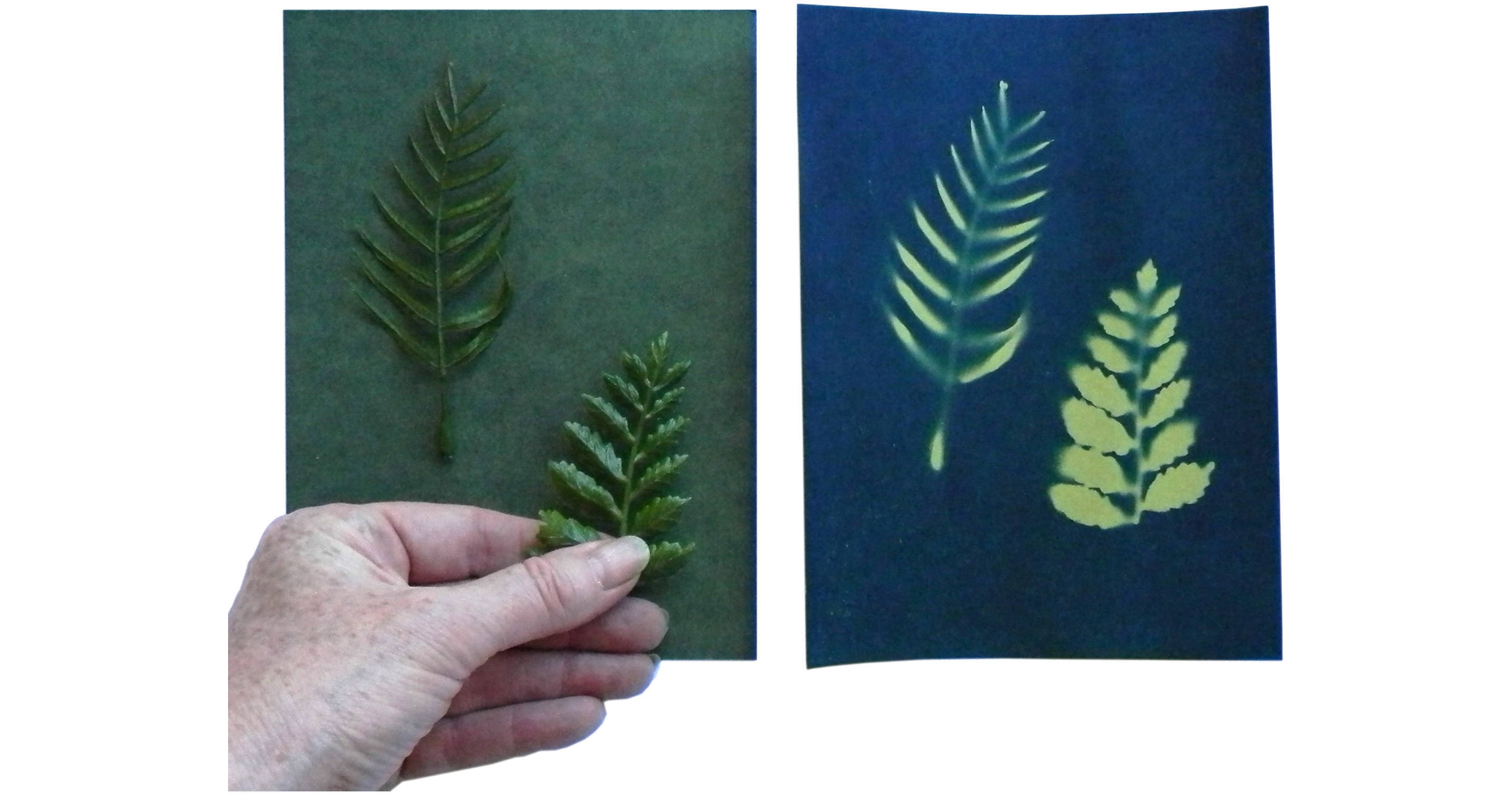 Cyanotype Store Cyanotype Paper 162242 B&H Photo Video